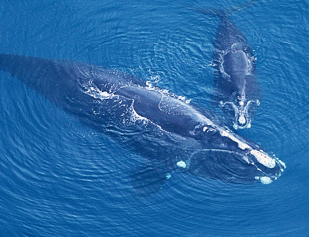 Marine DEF | Irving Oil